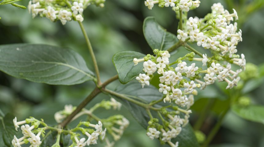Fever Tree (Cinchona officinalis) - Cambridge University Botanic Garden