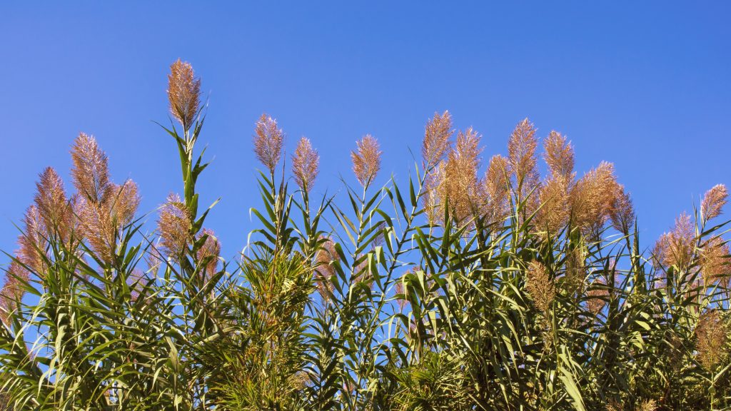 Giant Reed (Arundo donax) - Cambridge University Botanic Garden
