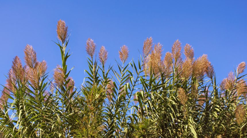 Giant Reed (Arundo donax) - Cambridge University Botanic Garden