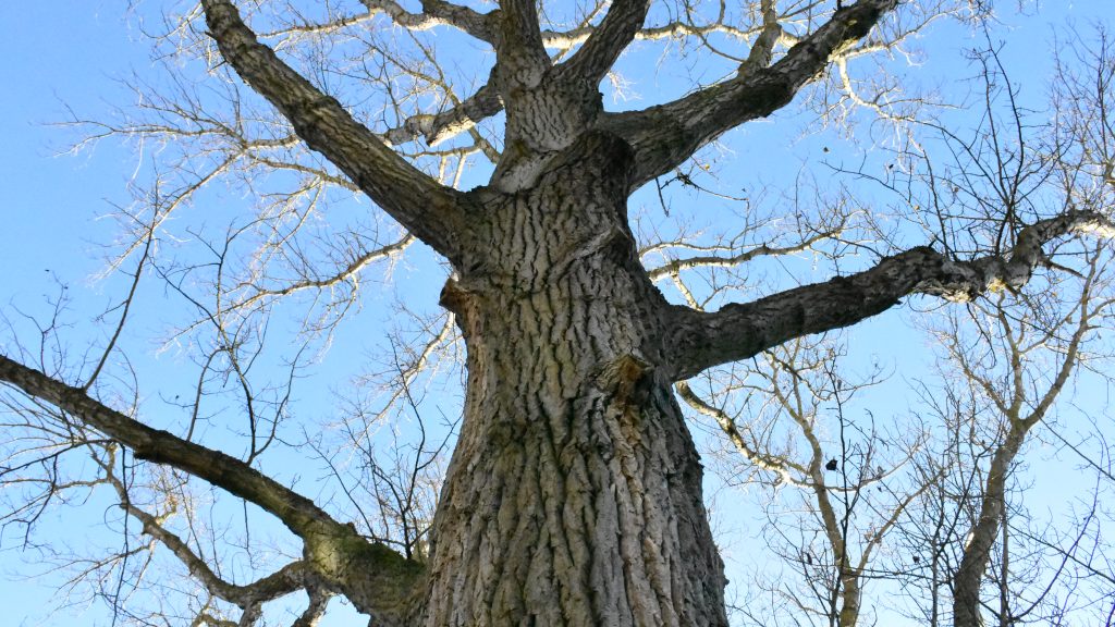 Populus nigra ssp. betulifolia - Cambridge University Botanic Garden