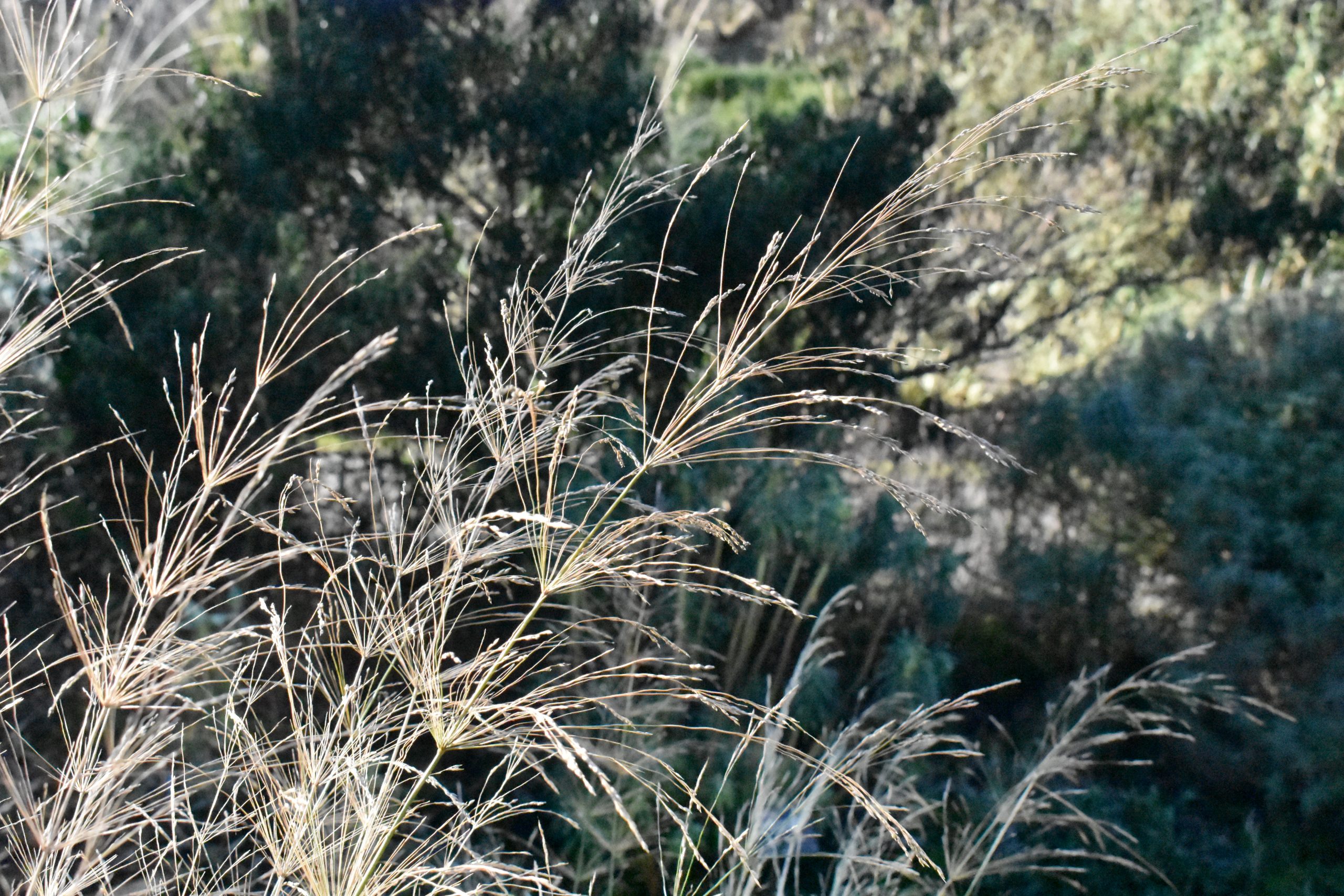 Piptatherum miliaceum - Cambridge University Botanic Garden