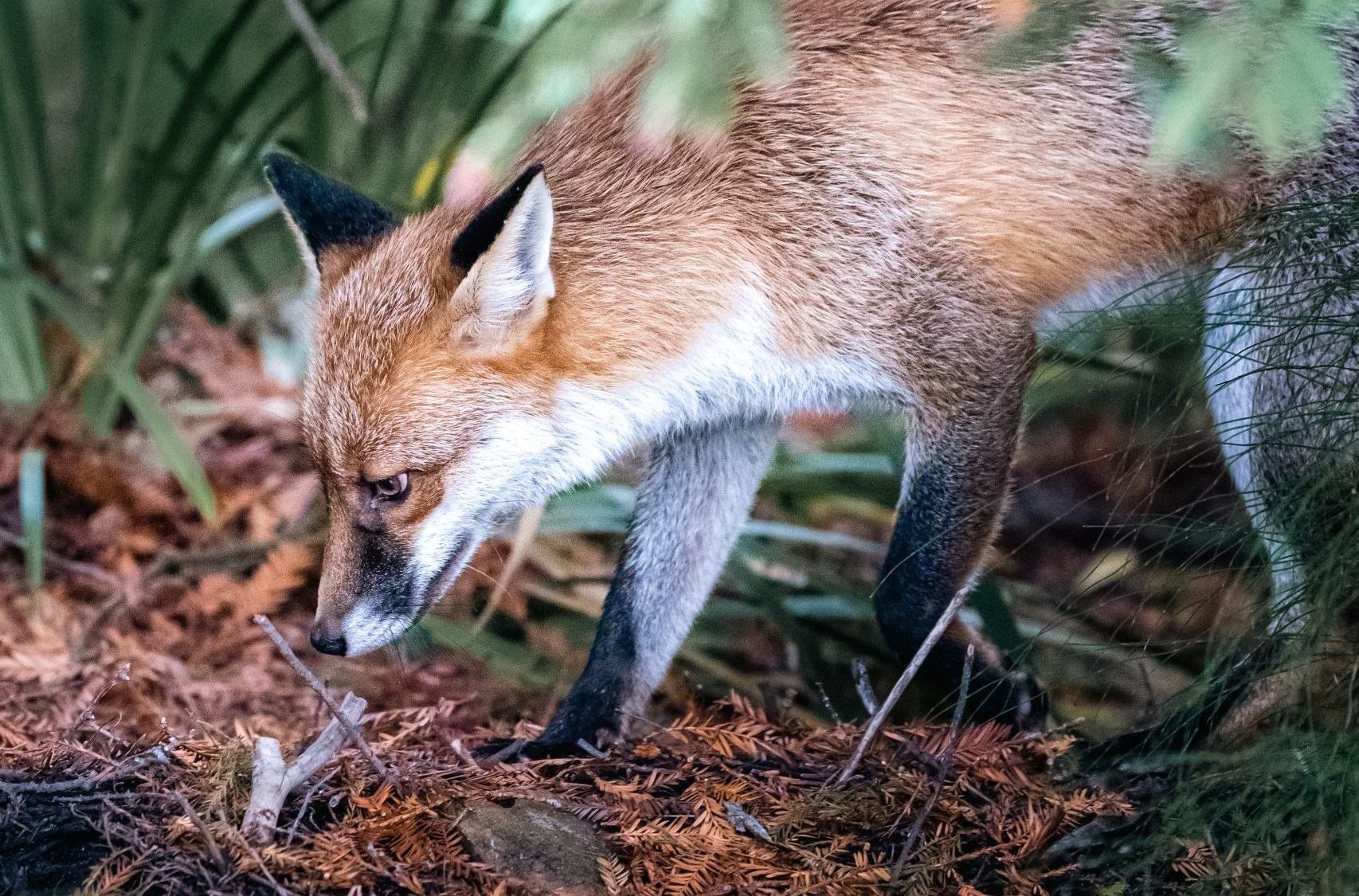 Fox’s Forgotten Words - Cambridge University Botanic Garden