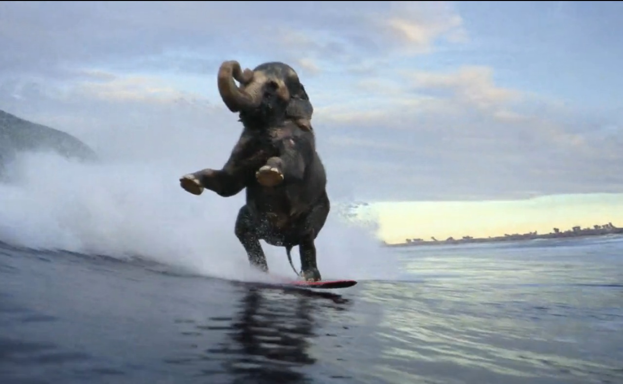 Der surfende Elephant - Surfers Mag
