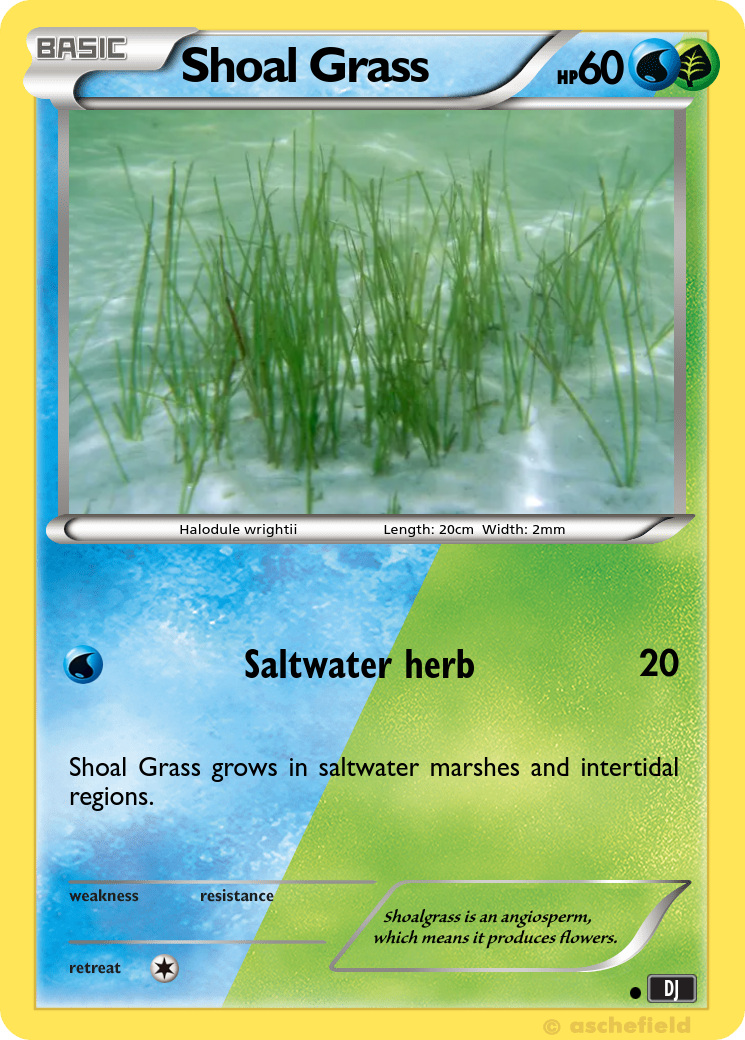 Shoal Grass - Dcj012 | Pokécardmaker.net