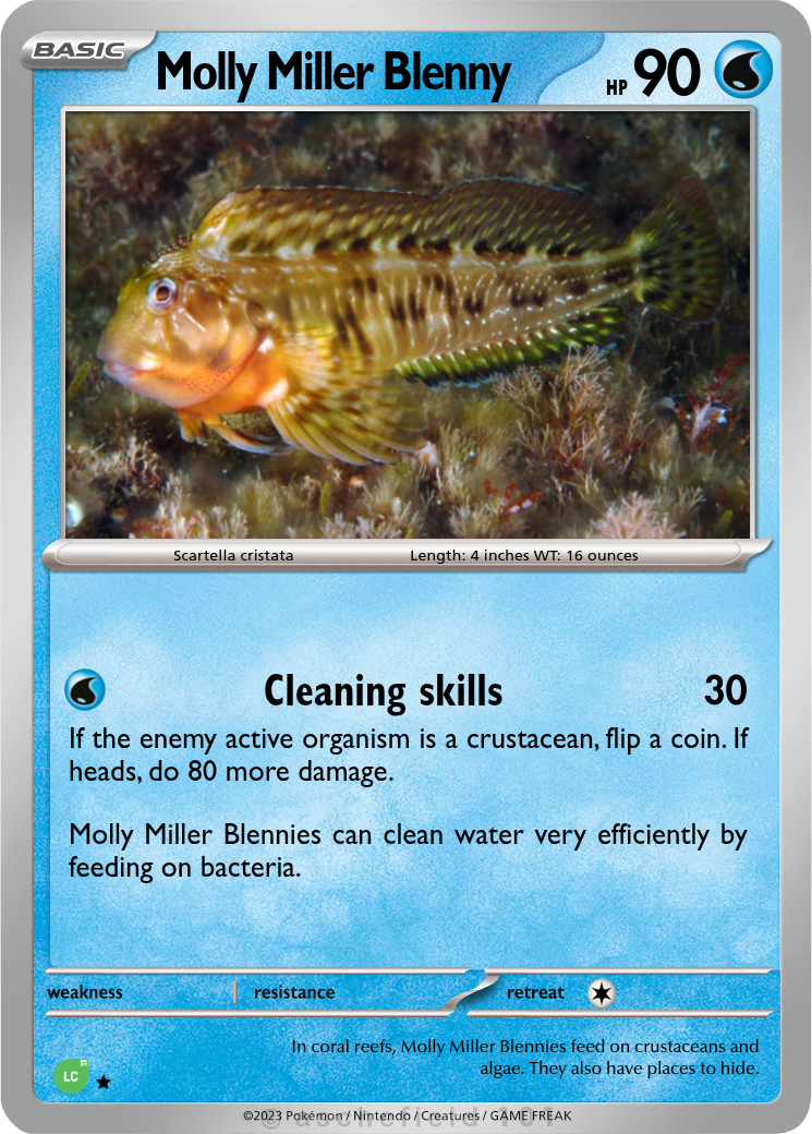 Molly Miller Blenny - MolioCrabio | Pokécardmaker.net