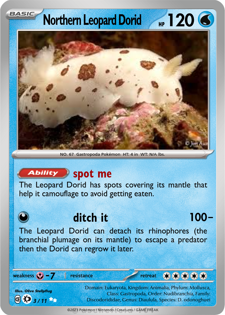 Northern Leopard Dorid - olivestellpflug | Pokécardmaker.net