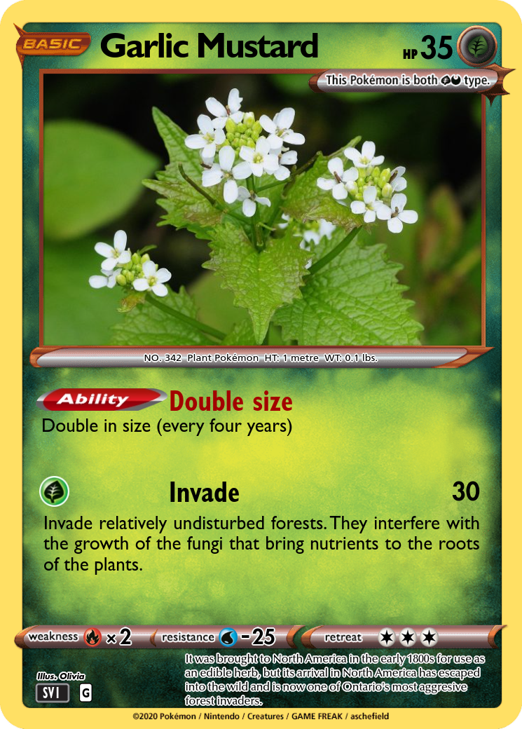Garlic Mustard - shrekkinglol | Pokécardmaker.net