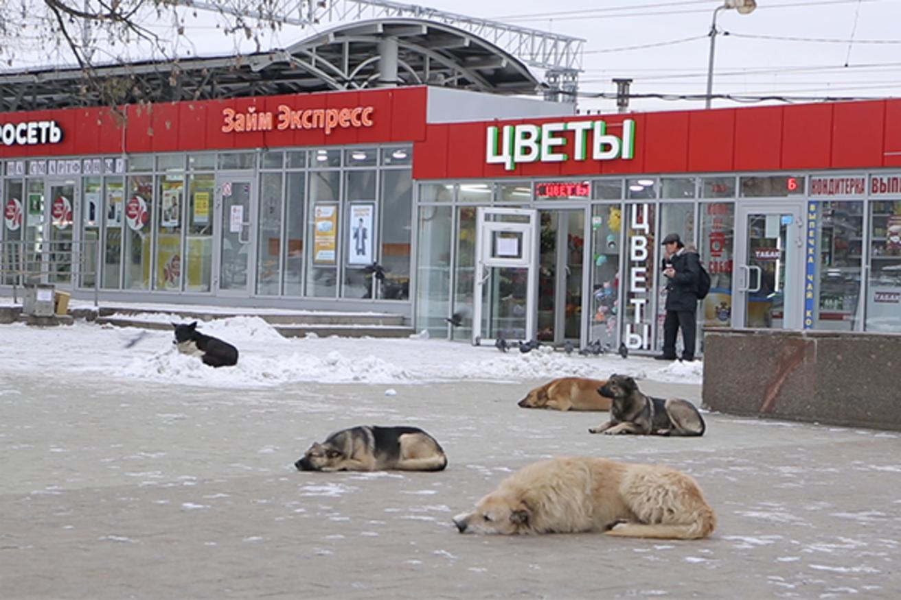 4 - WILD DOGS OF MOSCOW