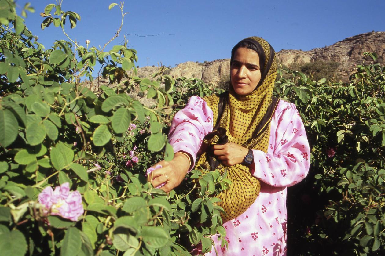 16 - OMAN: ROSES OF THE DESERT