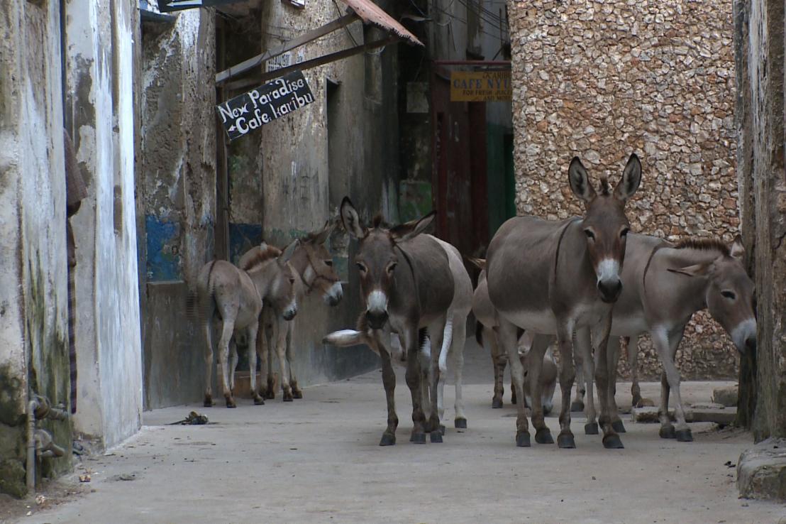 18 - LAMU THE DONKEY ISLAND