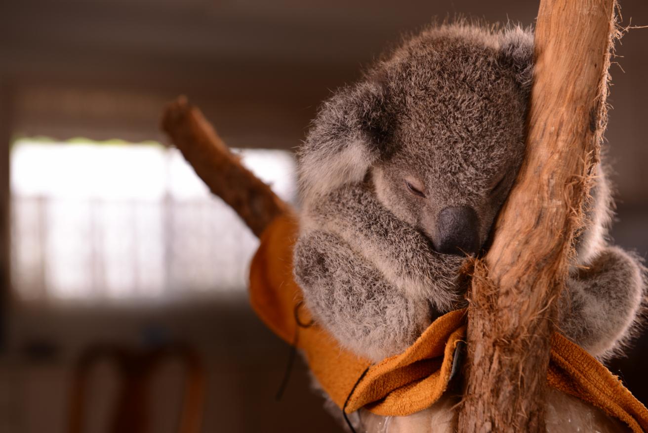 158 - THE KOALA HOSPITAL