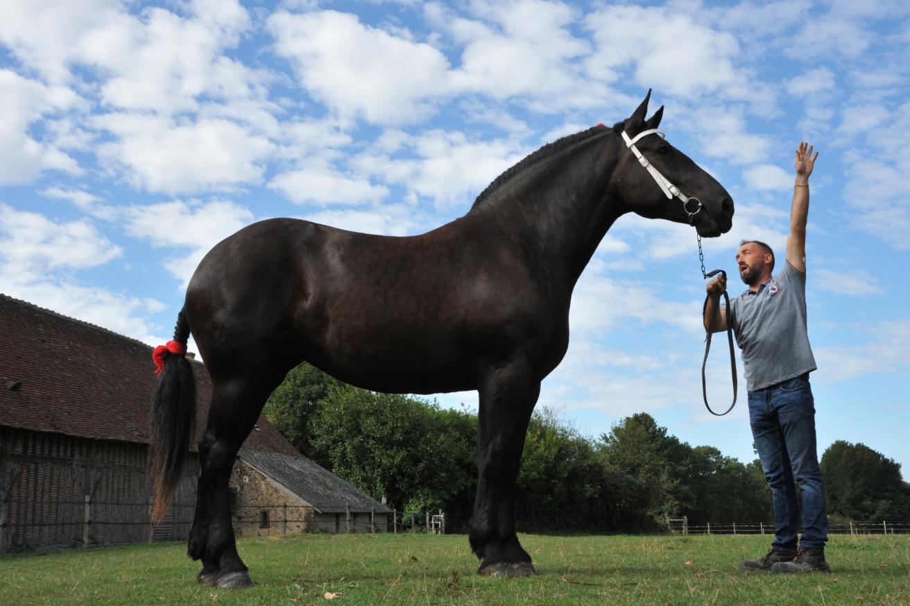 352 - PERCHERON, THE RETURN OF THE DRAFT HORSE