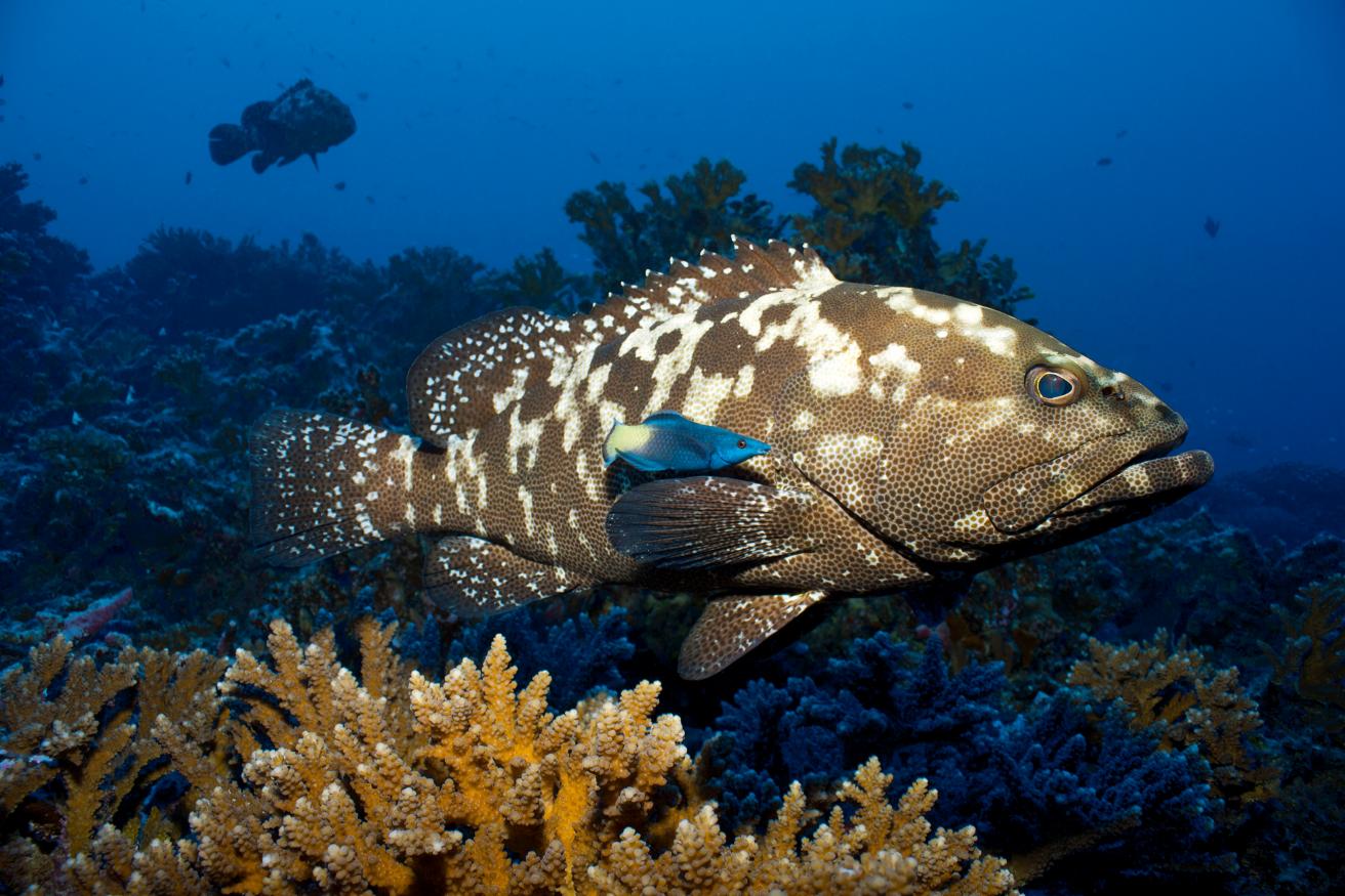 MARBLED GROUPER MYSTERY (THE)