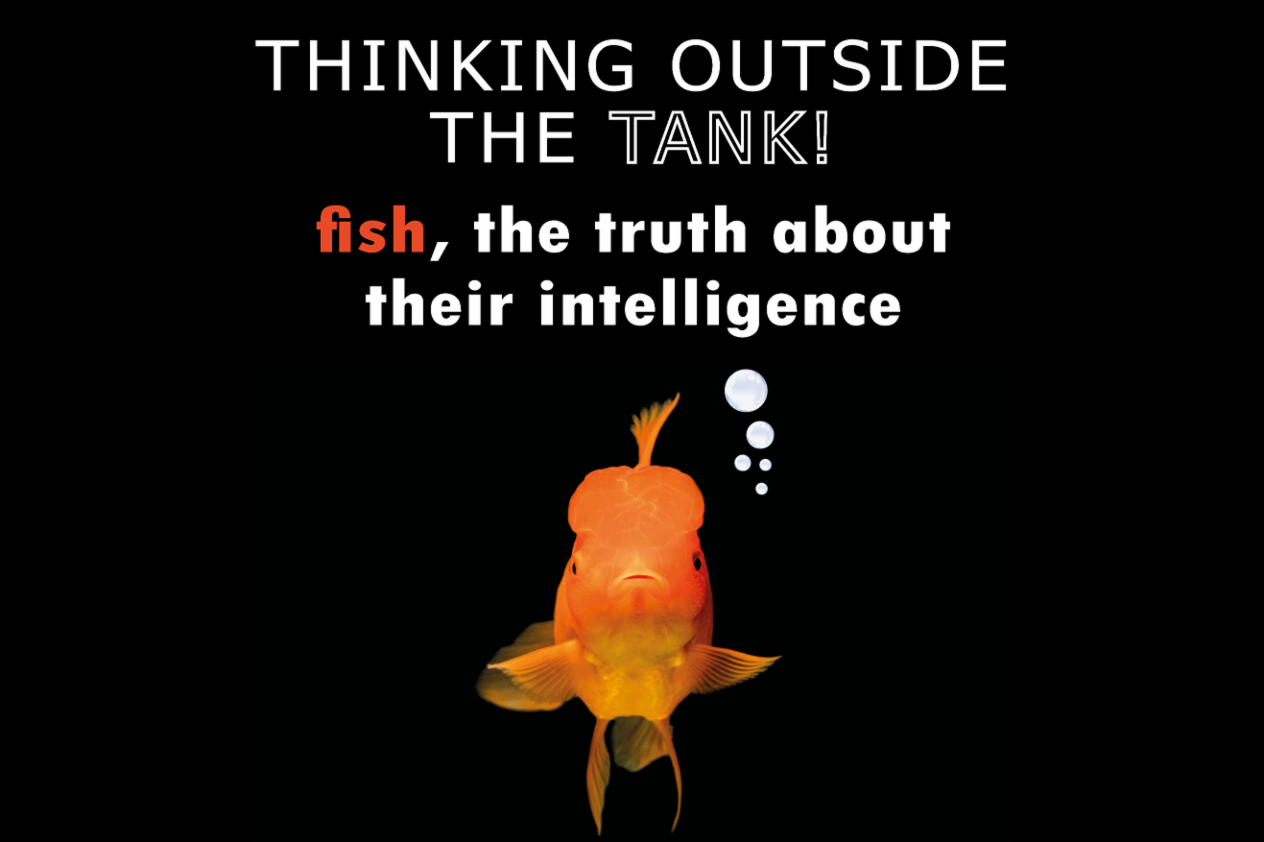 THINKING OUTSIDE THE TANK! FISH, THE TRUTH ABOUT THEIR INTELLIGENCE