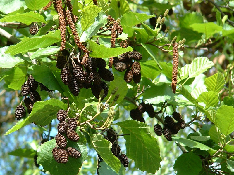 Alnus glutinosa - Beardsworths Nurseries