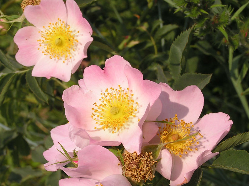 Dog Rose, 60-90 Bare Root