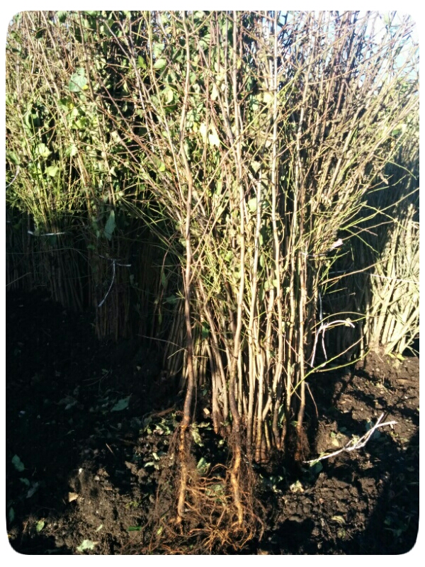 Bare Root Blackthorn Hedge Plants from Beardsworths Nurseries