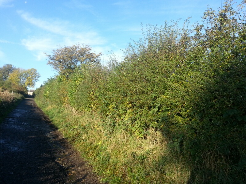 Best Native Hedging Plants, Matthew's Picks