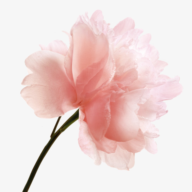 'La Flor más Grande del Mundo' | Lagenda