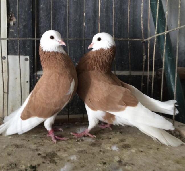 BEAUTIFUL ROLLER PIGEONS VARIOUS COLOURS | Birdtrader