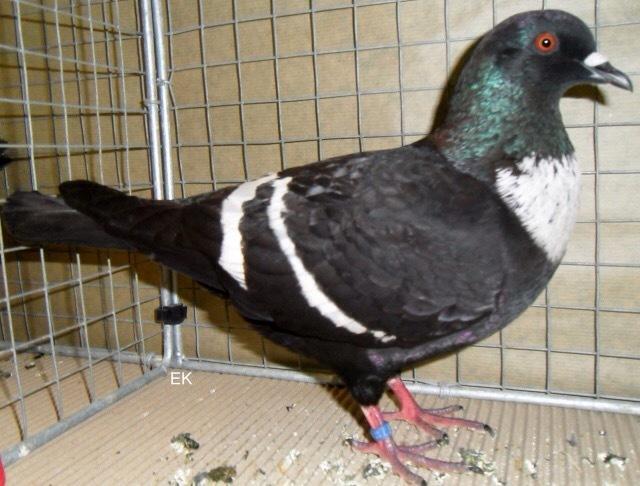 TOP QUALITY STARLING PIGEONS IN VARIOUS MARKINGS | Birdtrader