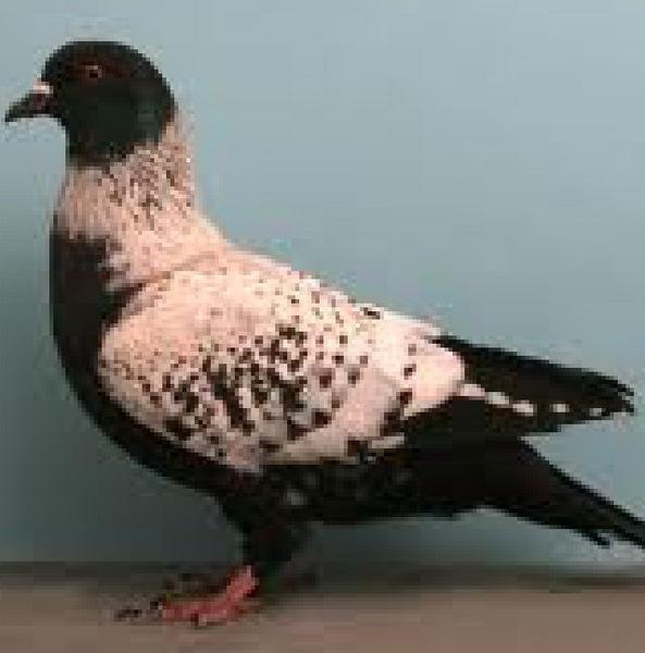 TOP QUALITY STARLING PIGEONS IN VARIOUS MARKINGS | Birdtrader