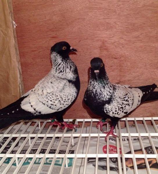 TOP QUALITY STARLING PIGEONS IN VARIOUS MARKINGS | Birdtrader