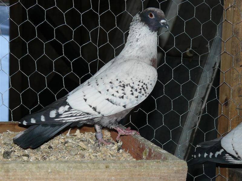 TOP QUALITY STARLING PIGEONS IN VARIOUS MARKINGS | Birdtrader