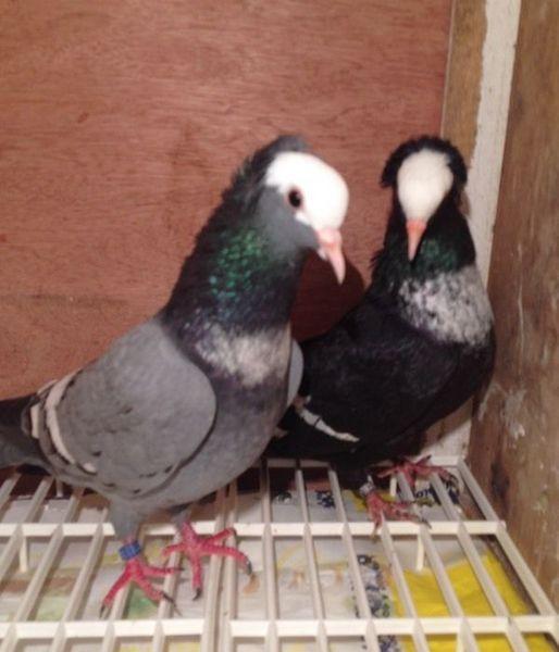TOP QUALITY STARLING PIGEONS IN VARIOUS MARKINGS | Birdtrader