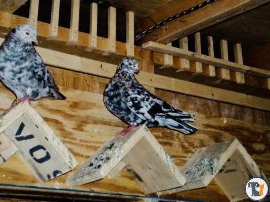 ALMOND ROLLER PIGEONS QUALITY BIRDS | Birdtrader