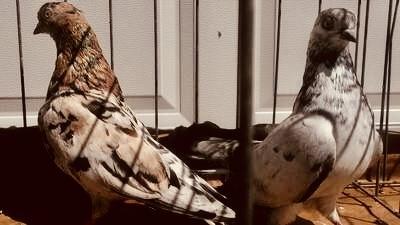 PORTUGUESE TUMBLERS SMALLEST PIGEON IN THE WORLD | Birdtrader