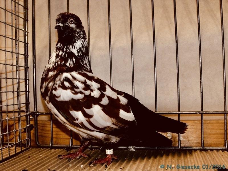 PORTUGUESE TUMBLERS SMALLEST PIGEON IN THE WORLD | Birdtrader