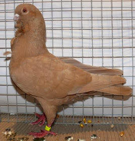 VALENCIAN FIGURITAS PIGEONS SMALLEST PIGEONS | Birdtrader