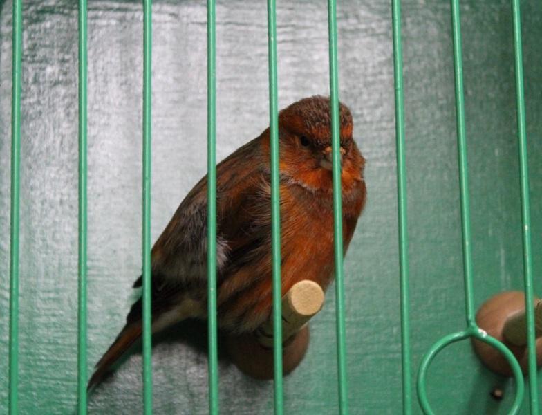 Linnet mule for sale | Birdtrader