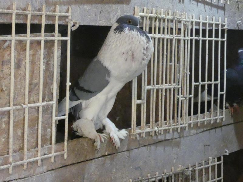 *Stunning* Pouter pigeons for sale | Birdtrader