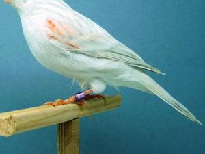 Canaries for sale | Birdtrader