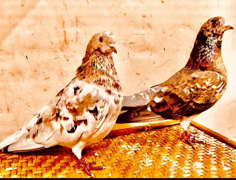 ALMOND PIGEONS VERY CLEAN BIRDS. | Birdtrader
