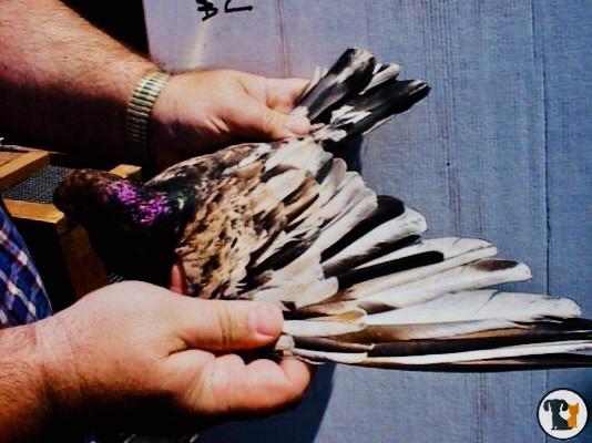 ALMOND PIGEONS VERY CLEAN BIRDS. | Birdtrader