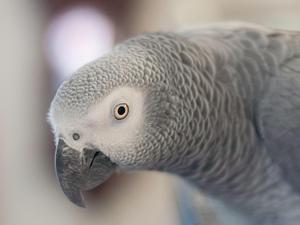 African Greys for sale | Birdtrader