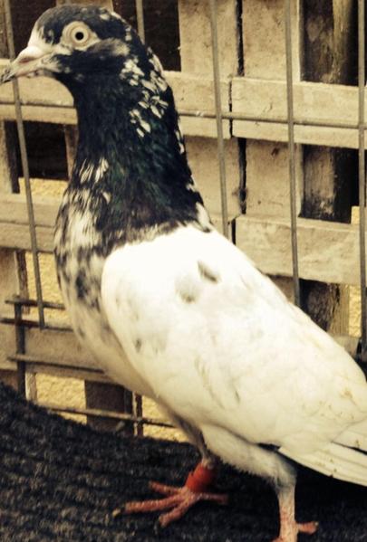 TOP QUALITY TEDDY PAKISTANI HIGHFLYERS | Birdtrader