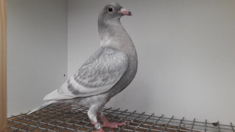 Rare Colored Racing Pigeons for sale. | Birdtrader