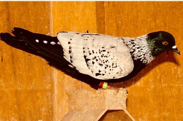Rare starling fancy Pigeons | Birdtrader