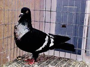 Rare starling fancy Pigeons | Birdtrader