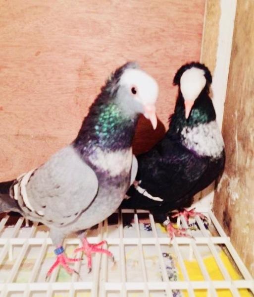 Rare starling fancy Pigeons | Birdtrader