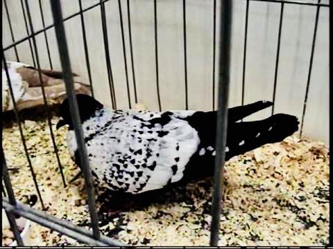 Rare starling fancy Pigeons | Birdtrader