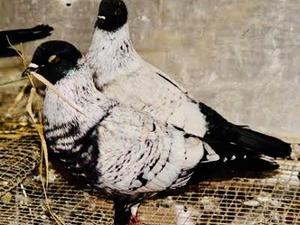Rare starling fancy Pigeons | Birdtrader