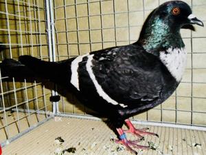 Rare starling fancy Pigeons | Birdtrader