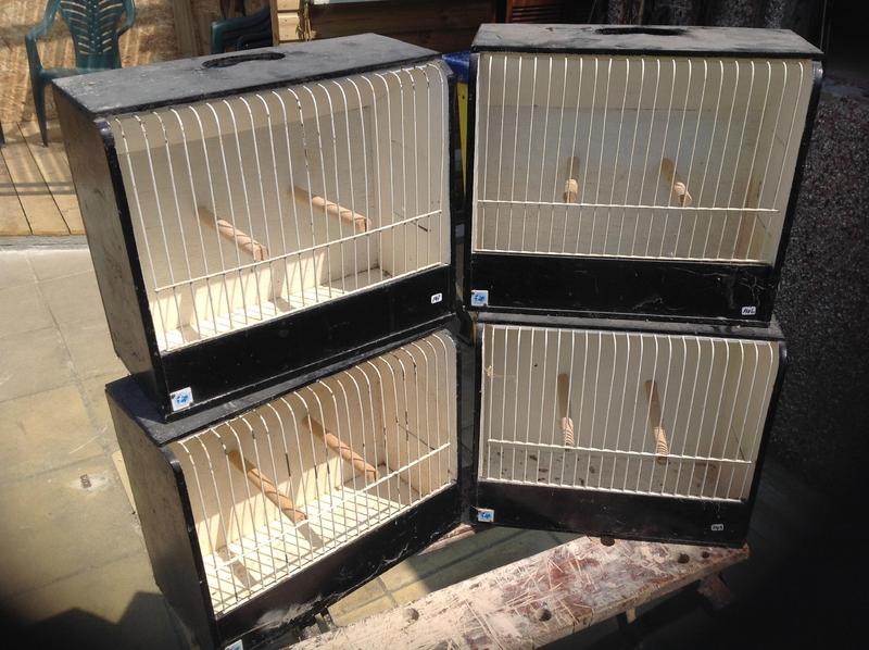 Budgie show cages | Birdtrader