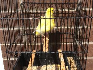 Canaries for sale | Birdtrader
