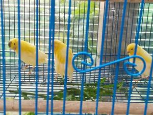 Canaries for sale | Birdtrader